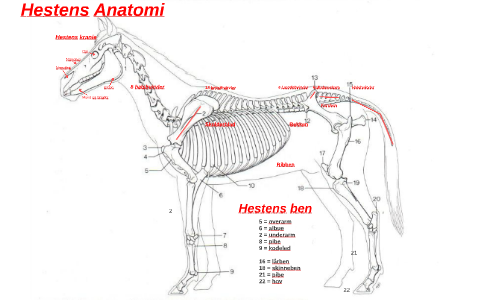 Hestens Anatomi by Mille Simonsen on Prezi