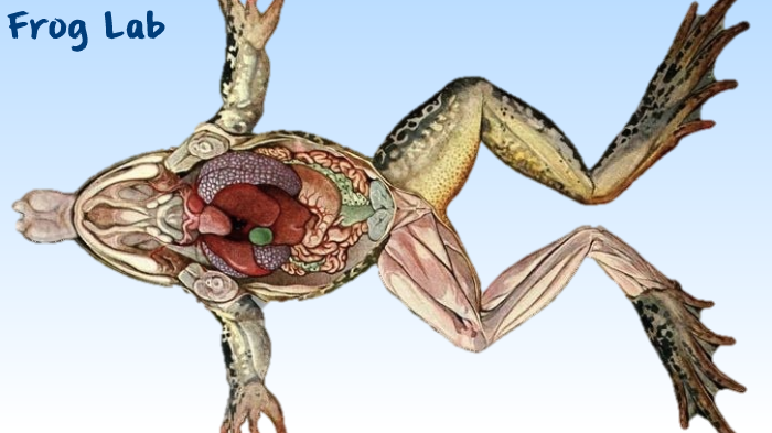 Frog Lab by Mer Zhang on Prezi