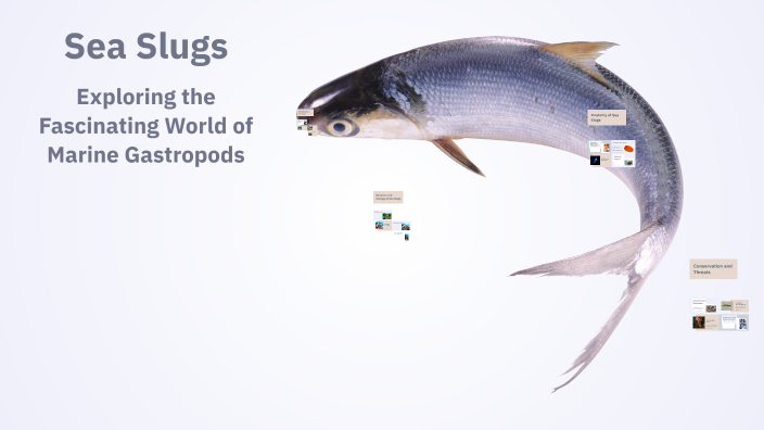 Sea Slugs by 惠玲 江 on Prezi