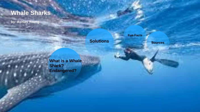 Whale Shark Presentation by Ashley Young on Prezi