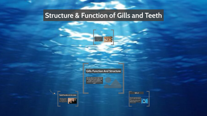 Structure & Function of Gills and Teeth by Gisselle Alarcon on Prezi