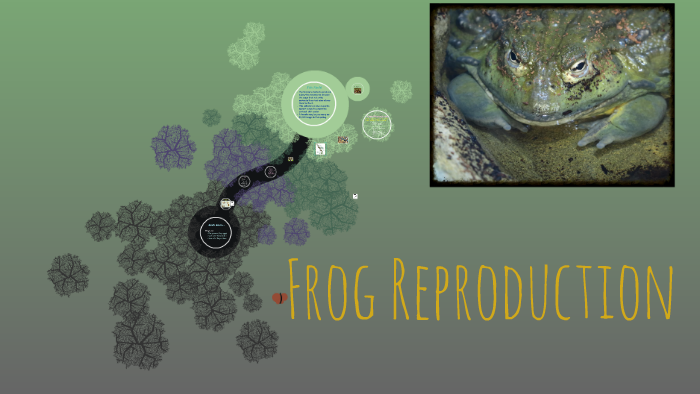 Frog Reproduction by Amy Tran on Prezi