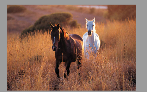 Orphan Boy and the Elk Dog by Levi Eden on Prezi