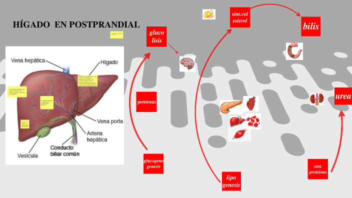 liver by Isabella Caro penagos on Prezi