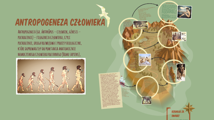Antropogeneza człowieka by Miłosz Zadrożny on Prezi