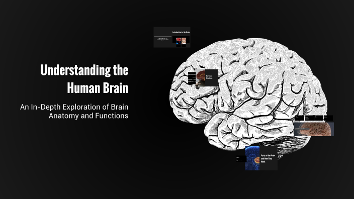 Understanding the Human Brain by Emily Borisow on Prezi