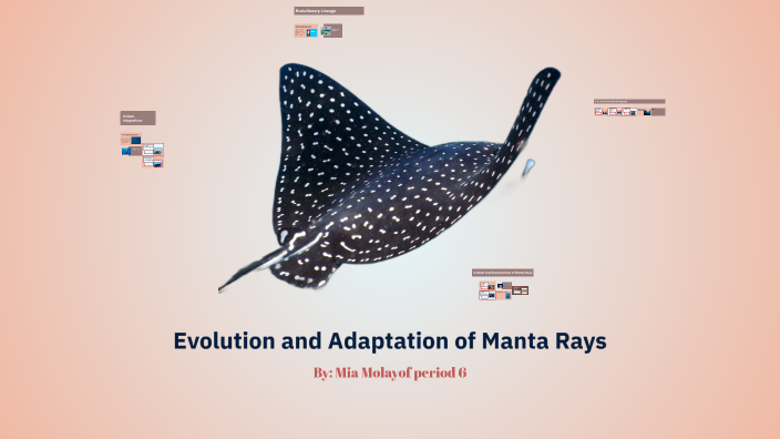 Evolution and Adaptation of Manta Rays by mia molayof on Prezi