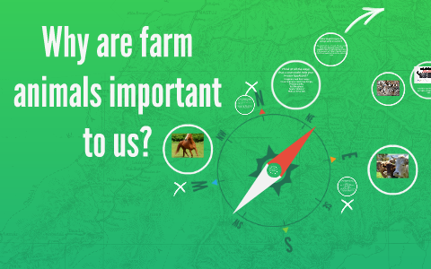 Why are farm animals important to us? by Quaid Taylor on Prezi
