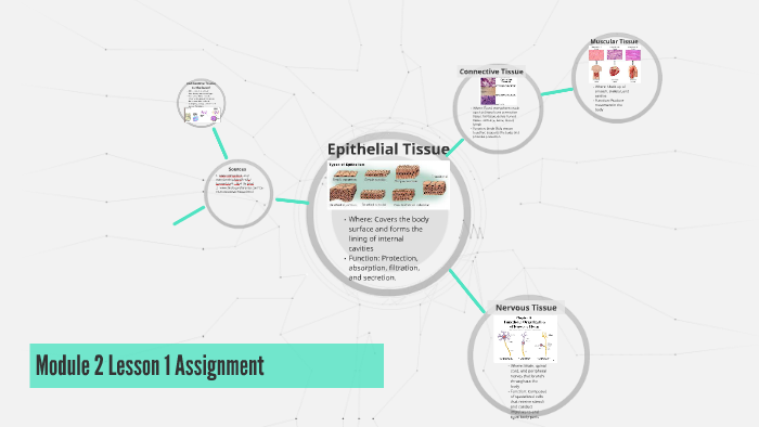 Module 2 Lesson 1 Assignment by on Prezi