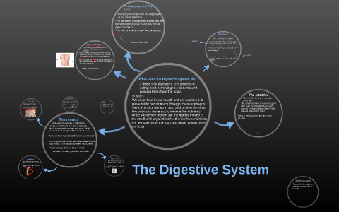 The digestive system by Patrick McSweeney on Prezi