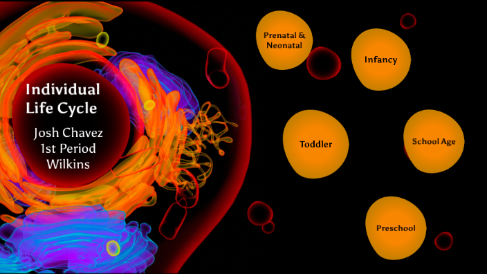 Individual Life Cycle by Josh Chavez on Prezi