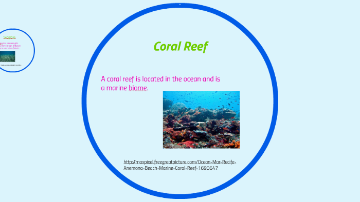 Coral Reef Ecosystem Food Web by Kaylee Shelman on Prezi