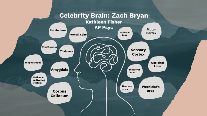 Celebrity Brain: Zach Bryan Kathleen Fisher AP Psyc by Kathleen Fisher ...