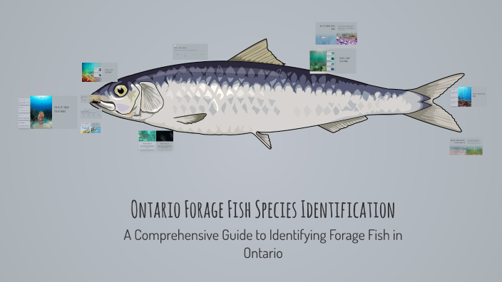 Ontario Forage Fish Species Identification by Maureen Jackson on Prezi