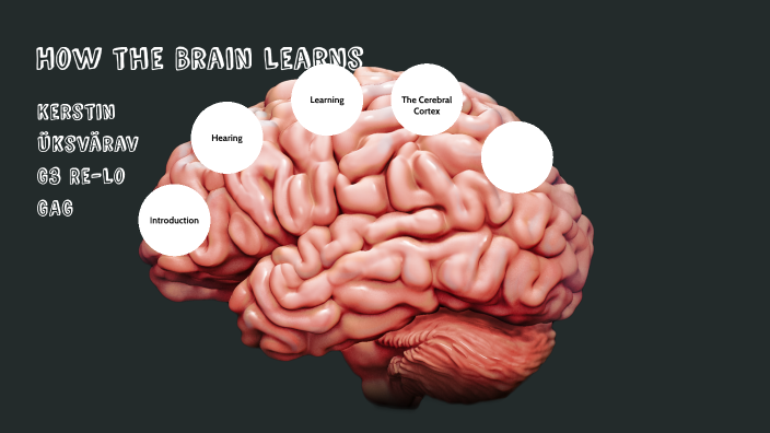 How does the brain learn by Kerstin Üksvärav on Prezi