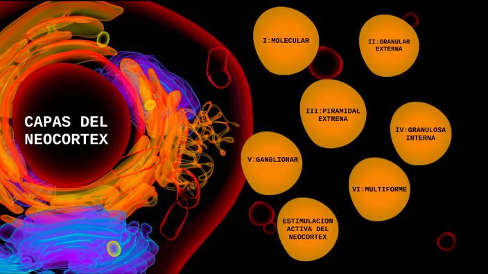 CAPAS DEL NEOCORTEX by Gabriela Garduño on Prezi
