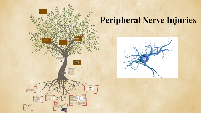Peripheral Nerve Injuries by Mauricio Benavides on Prezi