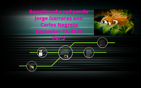 Genetics of a red panda by on Prezi