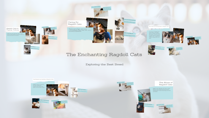 The Enchanting Ragdoll Cats by April Bullard on Prezi