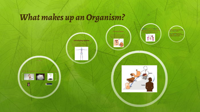 Levels of Organization in an Organism! by htennek nozid on Prezi