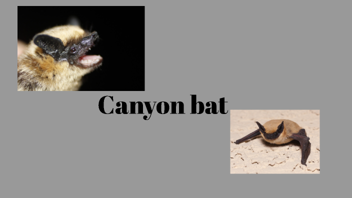 Canyon bat by Henry T by Michael Schratter on Prezi