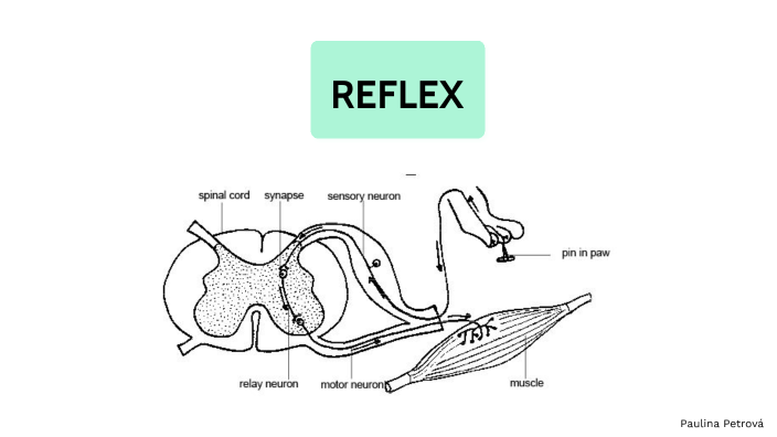 REFLEX by Paulína Petrová on Prezi