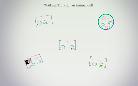 Walking Through an Animal Cell by on Prezi