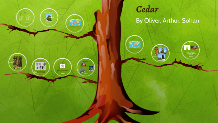 Cedar by Oliver Glenn on Prezi