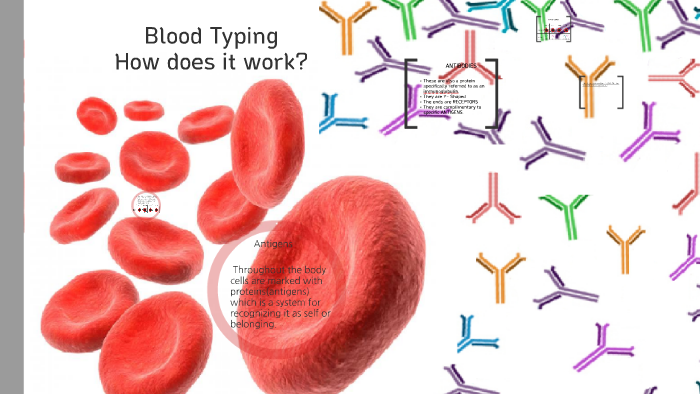Blood Typing- How Does it Work? by Sarah Klug on Prezi