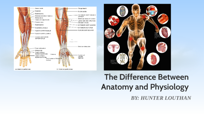 The Difference Between Anatomy and Physiology by Hunter Louthan on Prezi