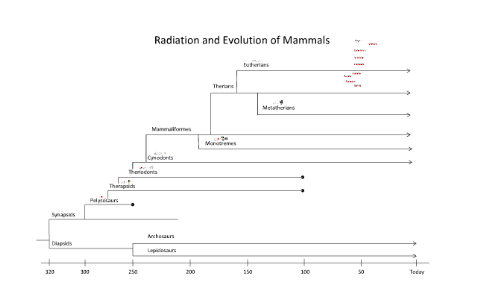 Mammal Evolution by Jed Doyle on Prezi