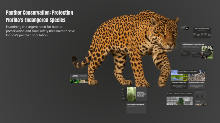 Panther Conservation: Protecting Florida's Endangered Species by Torin ...