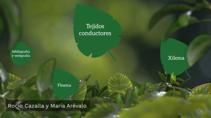 Tejido vegetal conductor by María Arévalo Serrano on Prezi