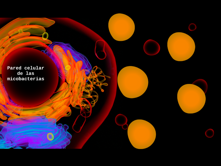 Pared celular de las micobacterias by fernanda porras chimal on Prezi