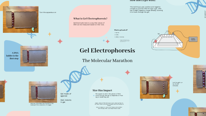Gel Electrophoresis by Ari Kaser on Prezi