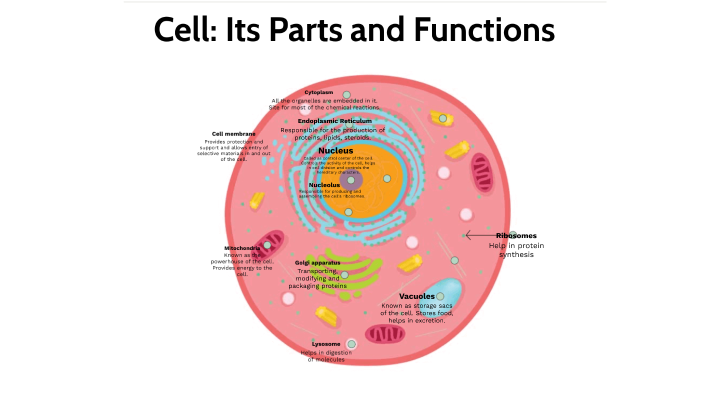 Cell: Its parts and its functions by Chetanya Bhushan on Prezi