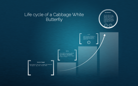Life cycle of a Cabbage White Butterfly by marilena acosta on Prezi