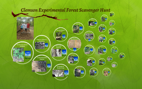 Clemson Experimental Forest Scavenger Hunt by carly cooke