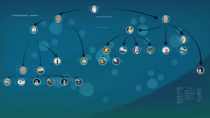 Blood cell family tree by Nathan Lin on Prezi