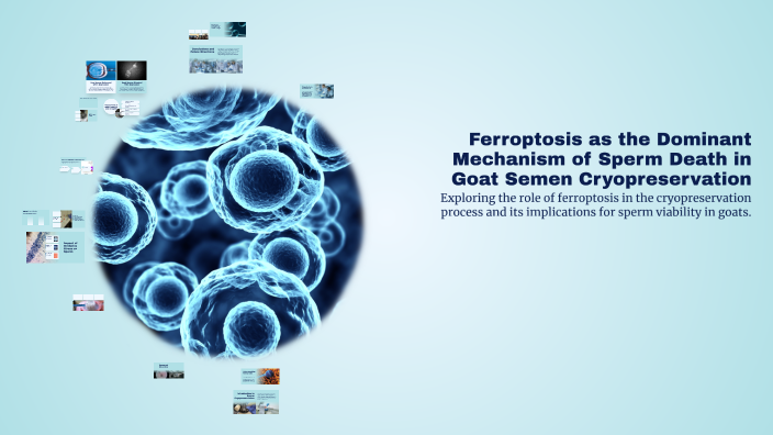 Ferroptosis as the Dominant Mechanism of Sperm Death in Goat Semen ...