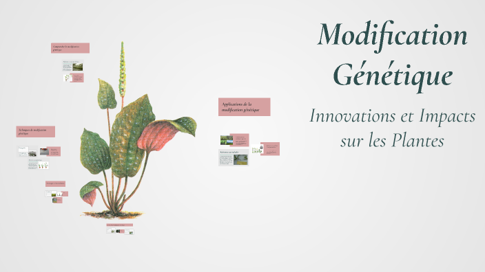 Modification Génétique by Hind Fahim on Prezi