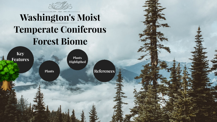 Temperate Coniferous Biome by Stevie Norris on Prezi