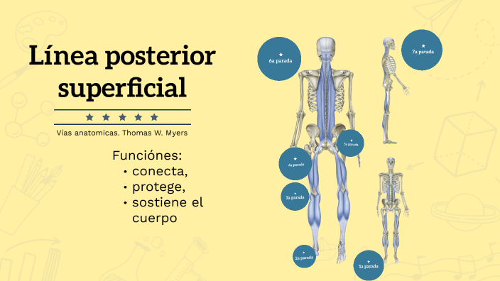 Línea posterior superficial by Elena Khanina on Prezi