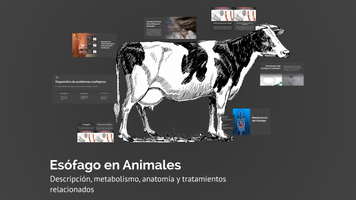 Esófago en Animales by Cesar GOMEZ on Prezi