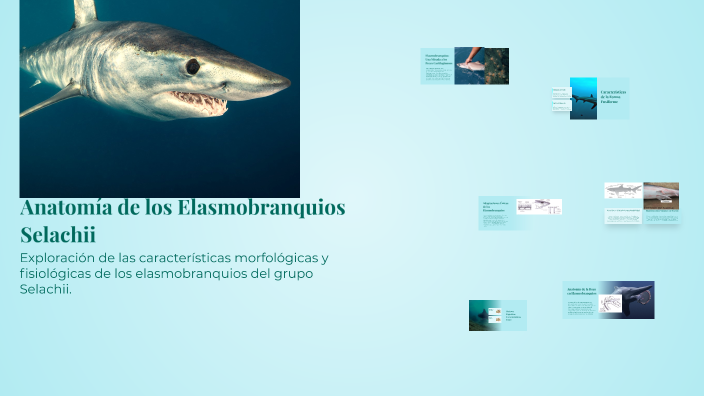Anatomía de los Elasmobranquios Selachii by STEPHANIE LORELEY RODRIGUEZ ...