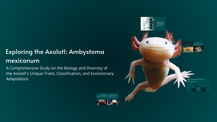 Exploring the Axolotl: Ambystoma mexicanum by Colin Hedgepeth on Prezi