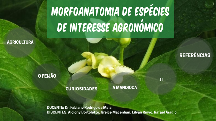 Morfologia e Taxonomia Vegetal by Greice Macenhan on Prezi