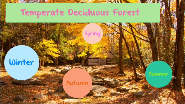 Temperate Deciduous Forest by Anna Juenger on Prezi