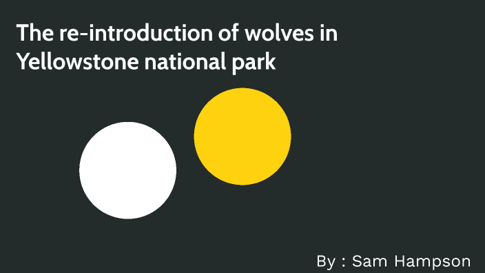 The re-introduction of wolves in Yellowstone national park by Sam ...