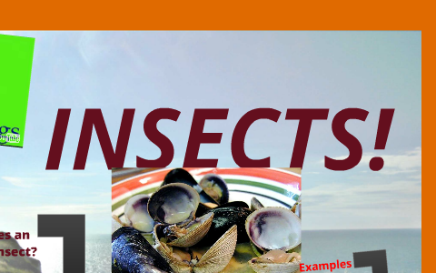 Insects! by Kelly Affolter on Prezi